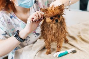 Top 11 Signs Your Dog is in Pain