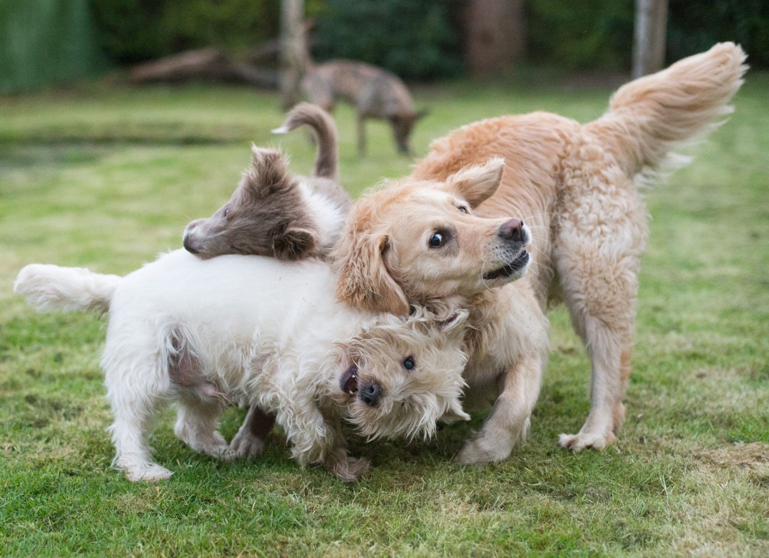 11 Things Humans Do That Annoy Dogs | DogExpress