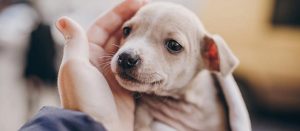 How To Know if Your Dog Is in Pain – Dog Pain Sign | DogExpress