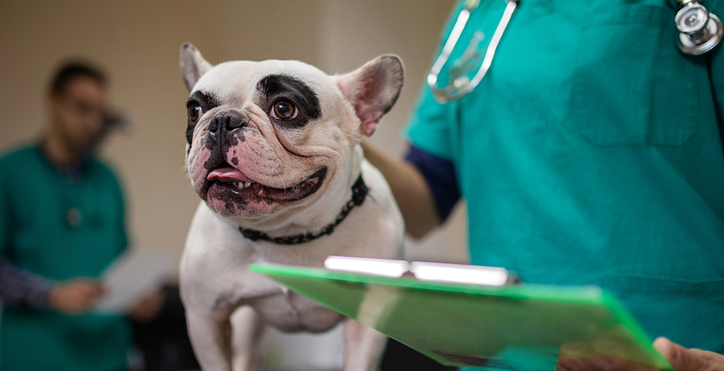 What does Pet Health Insurance Cover and Cost? | DogExpress