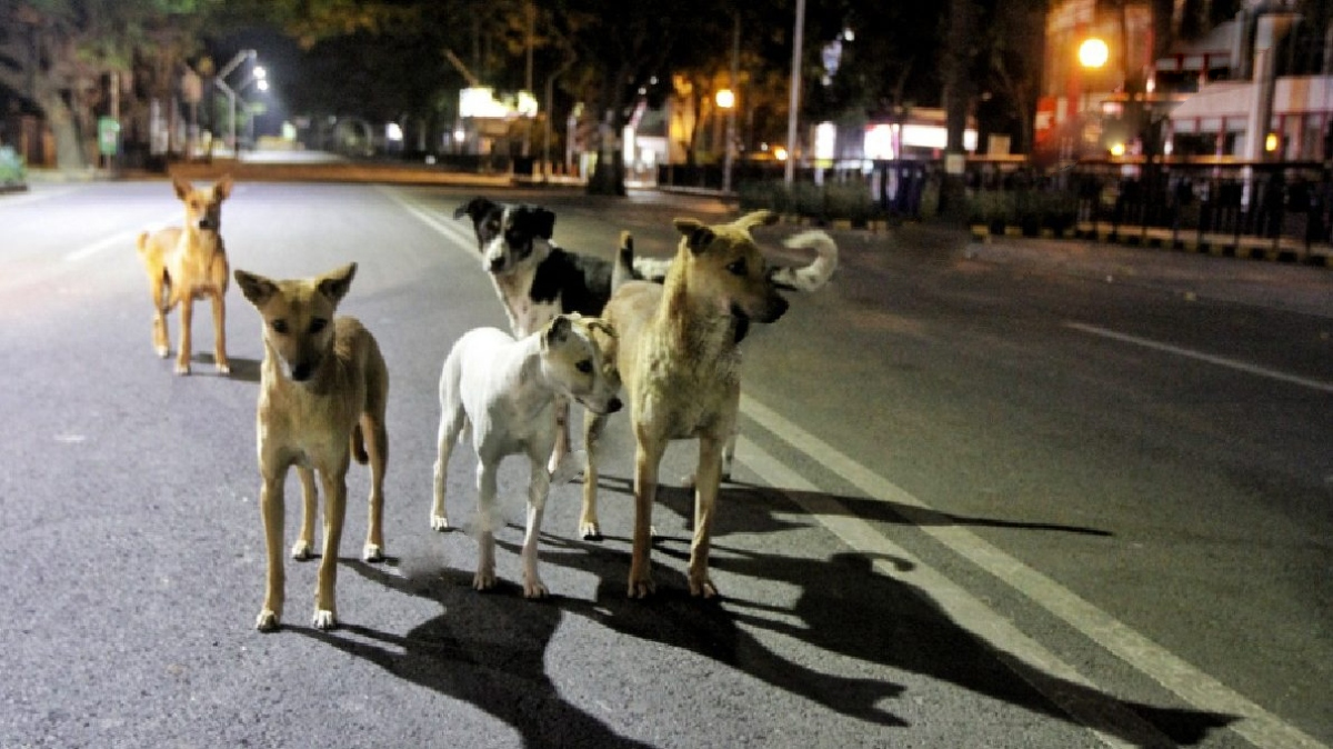 Modi Govt Has A New Mission: Conserving Desi Dogs And Cats