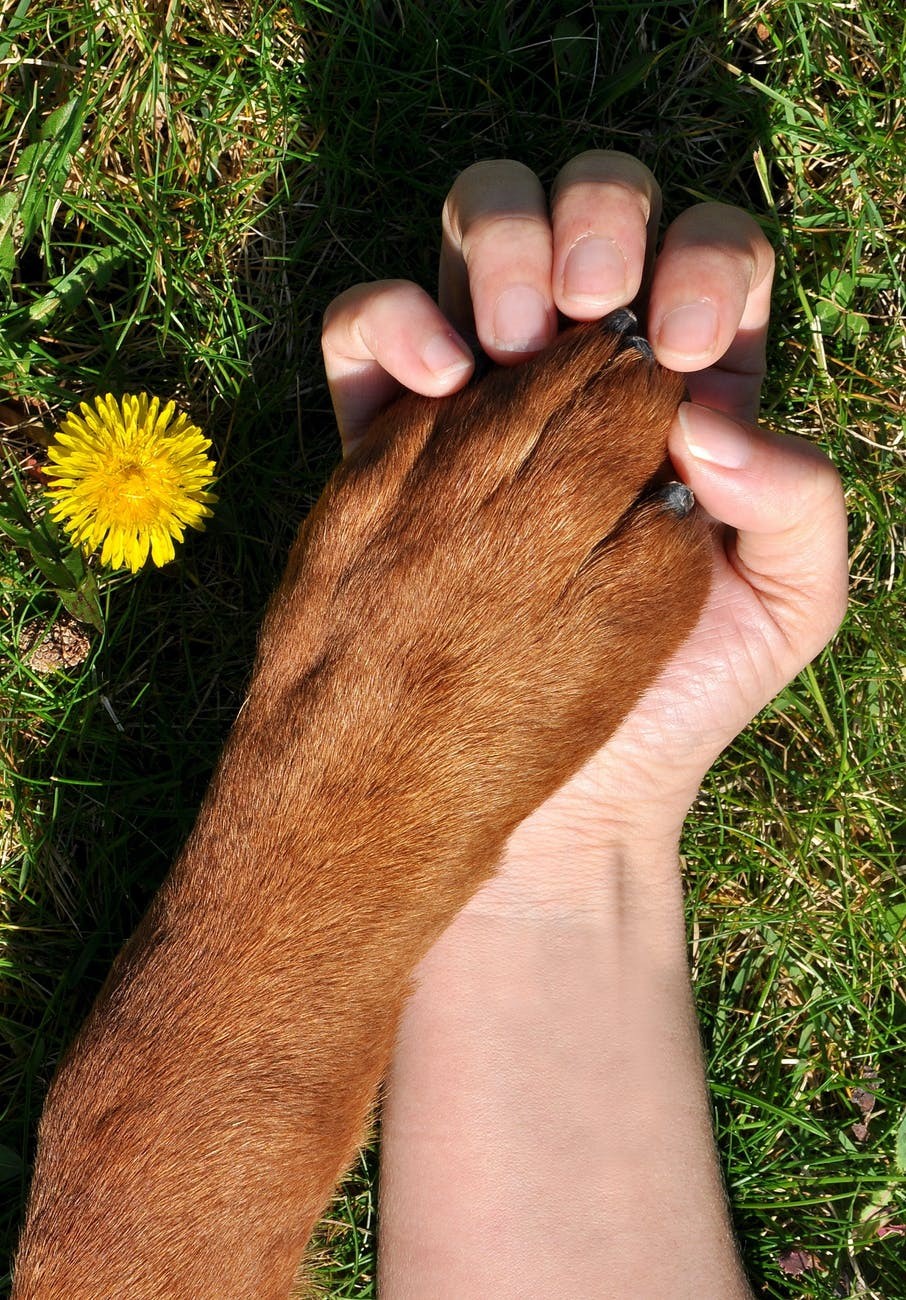 9 Common Paw Problems in Dogs – A Guide to Dog Owners | DogExpress