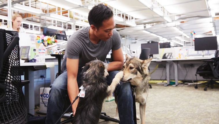 Google is officially a dog company, cats and other pets are welcome ...