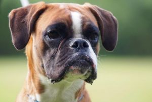 How To Teach Your Boxer To Stop Jumping On People? | DogExpress