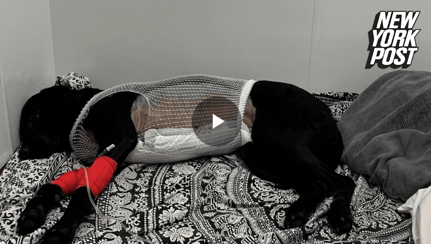 Dog impaled with 3-foot branch gets life-saving surgery | DogExpress