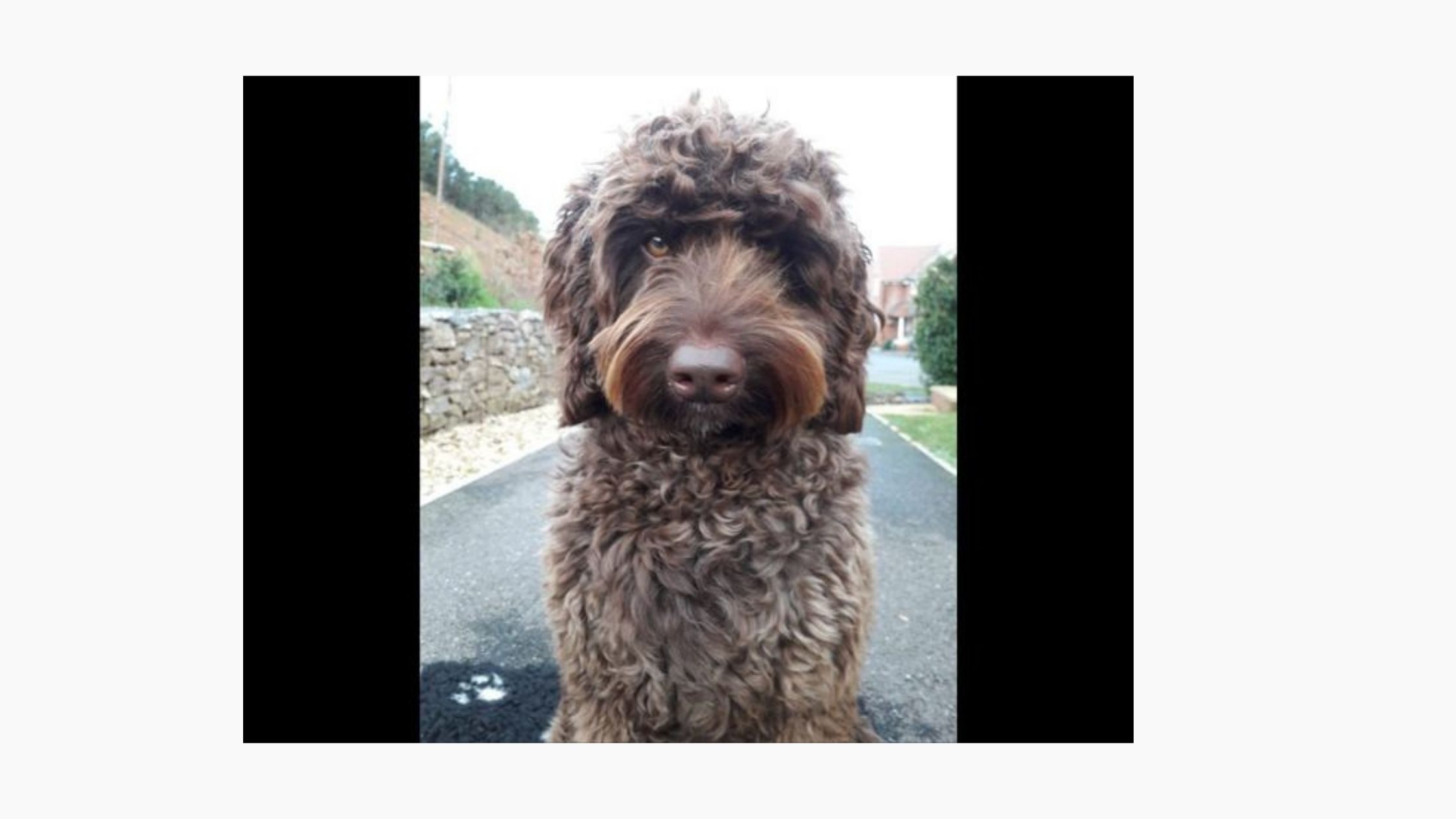 Dog helps save life of woman thinking about jumping off bridge | DogExpress