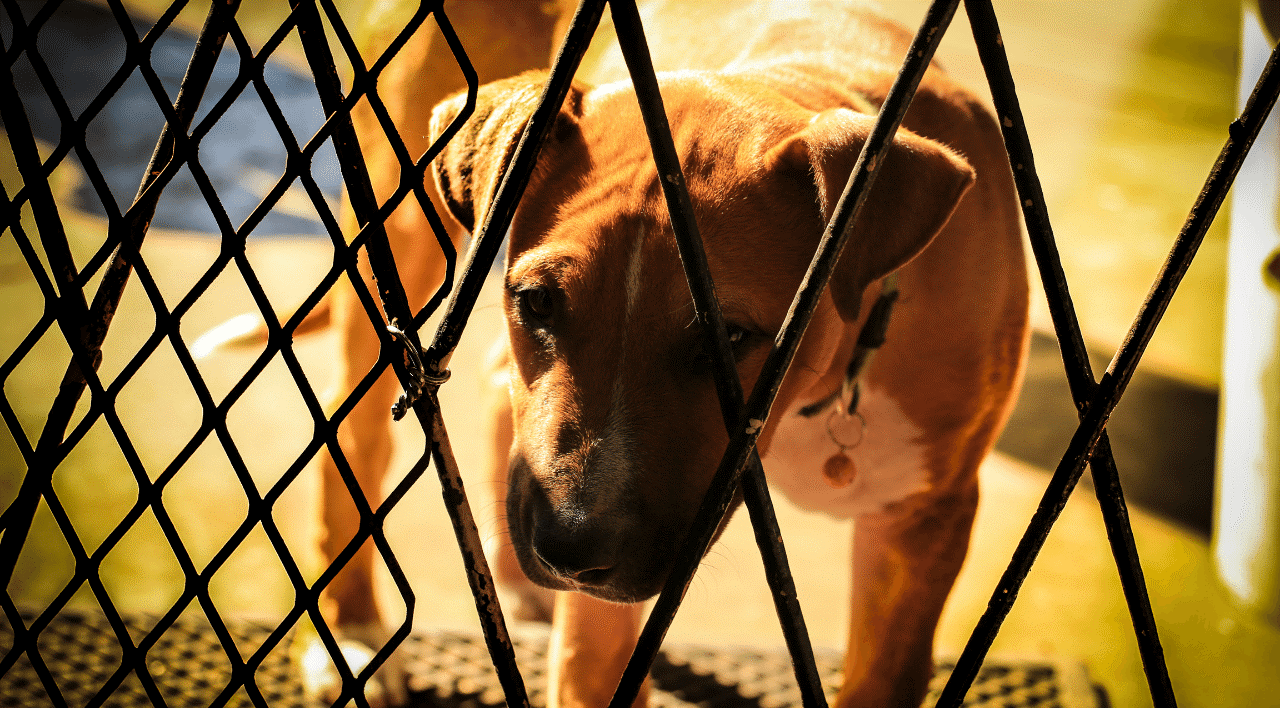 7 Tips On How To Help Dog Deal With Separation Anxiety | DogExpress