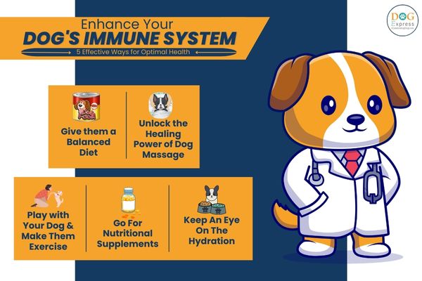 5 Effective Ways to Enhance Your Dog's Immune System