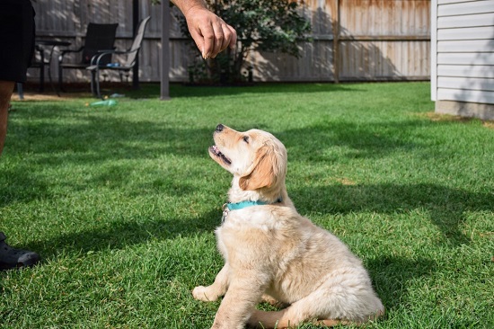 How to Teach Your Dog The “Leave It” & “Drop It” Commands | DogExpress