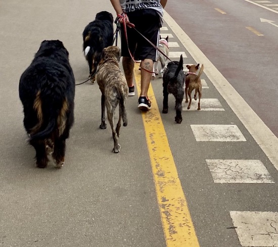 The Best Pet Sitting Tips for Pet Sitter in 2023 | DogExpress