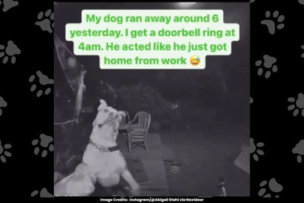 Clever Canine's Doorbell Announcement Goes Viral