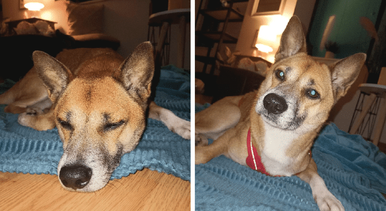 Fundraising Efforts by North Side Rescue Aim to Reunite