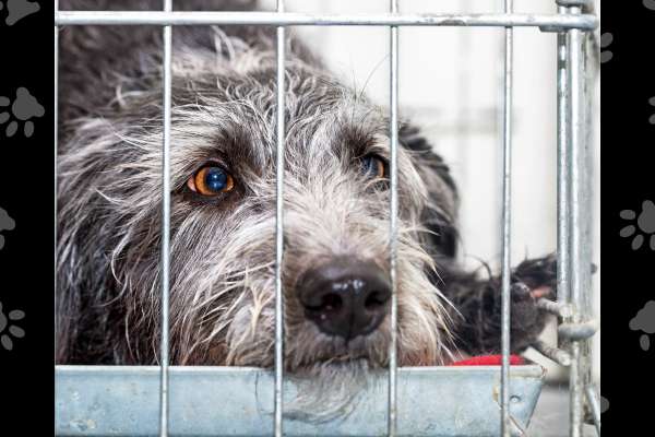 Operation Saves 14 Caged, Undernourished, and Sick Dog