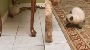 How Dog Ignores Cat Who Tries to Start a Fighting with it
