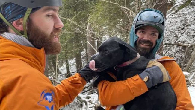 Dog Successfully Rescued Following Cliff Fall