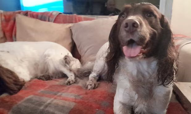 Merlin the Spaniel's Remarkable Tale on Humans Have of Dogs