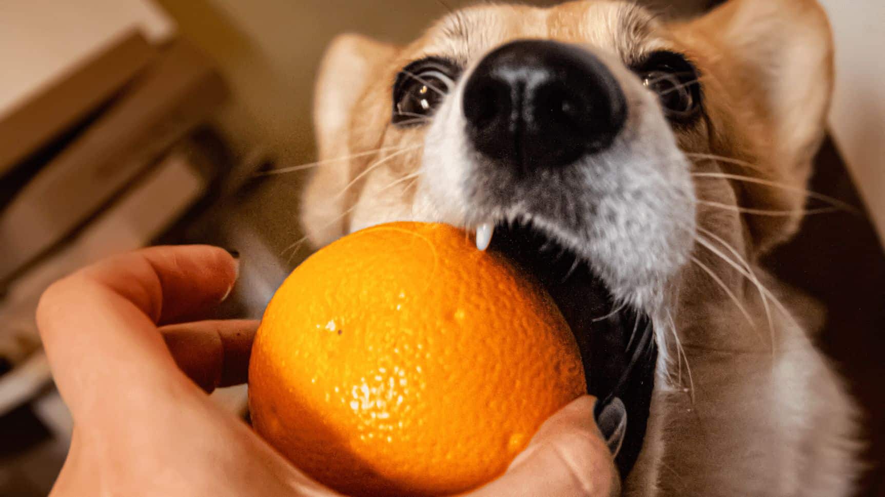 The Truth About Can Dogs Eat Oranges | DogExpress