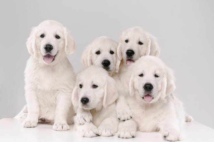 Elegance in Fur: A Showcase of 12 White Fluffy Dogs with Luxurious ...