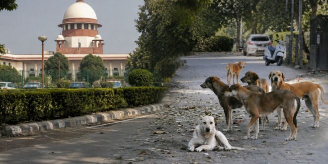 SC Refuses Plea on Punjab CM’s Stray Dog Remarks